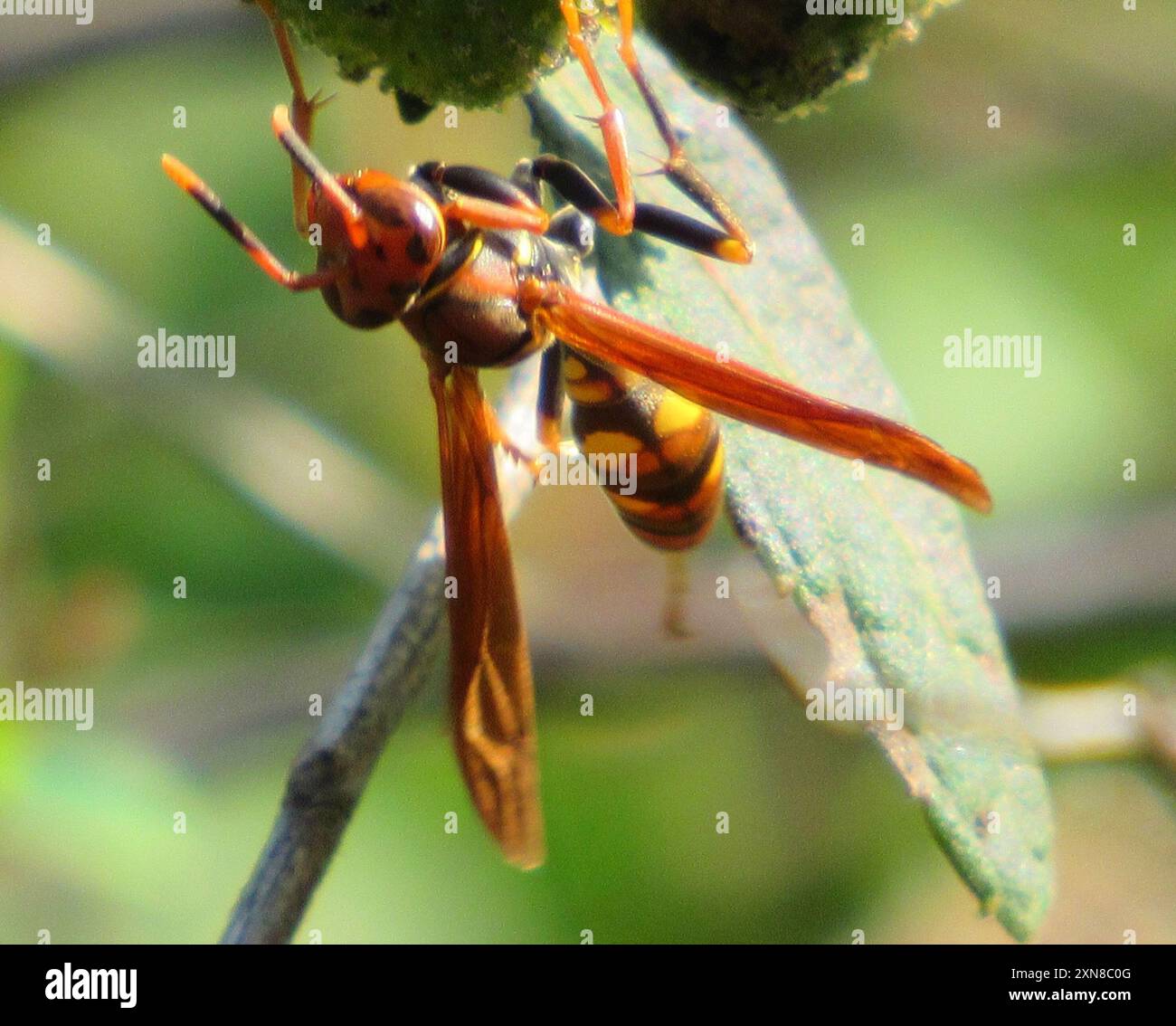 Variegated Paper Wasp (Polistes versicolor) Insecta Stock Photo - Alamy