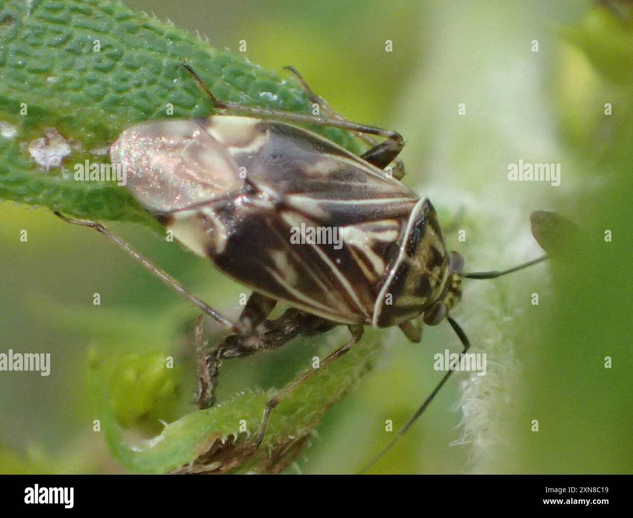 Lygus Bugs (Lygus) Insecta Stock Photo - Alamy