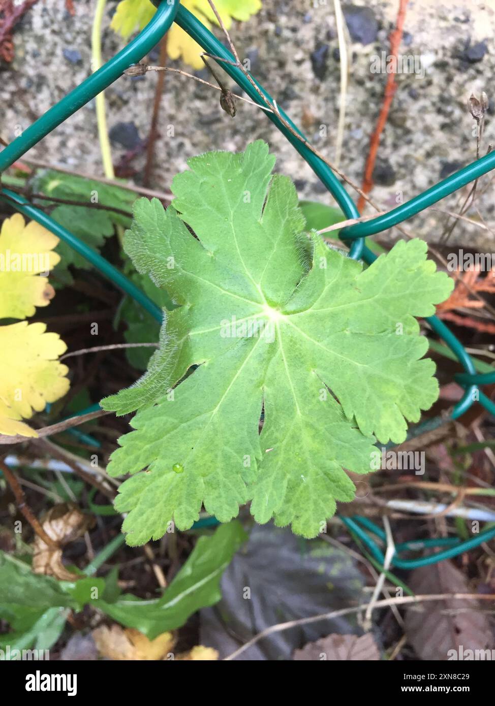 Geranium family (Geraniaceae) Plantae Stock Photo - Alamy