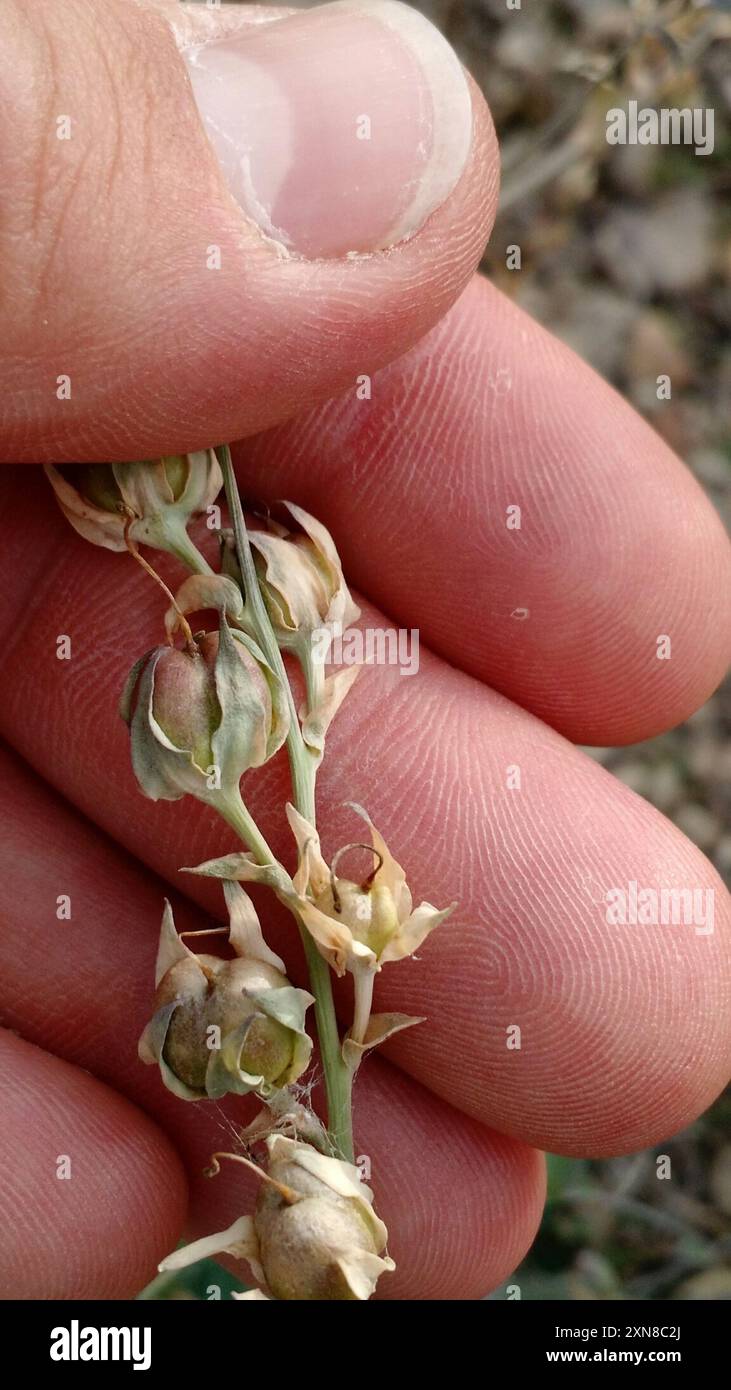 Balkan toadflax (Linaria dalmatica) Plantae Stock Photo - Alamy