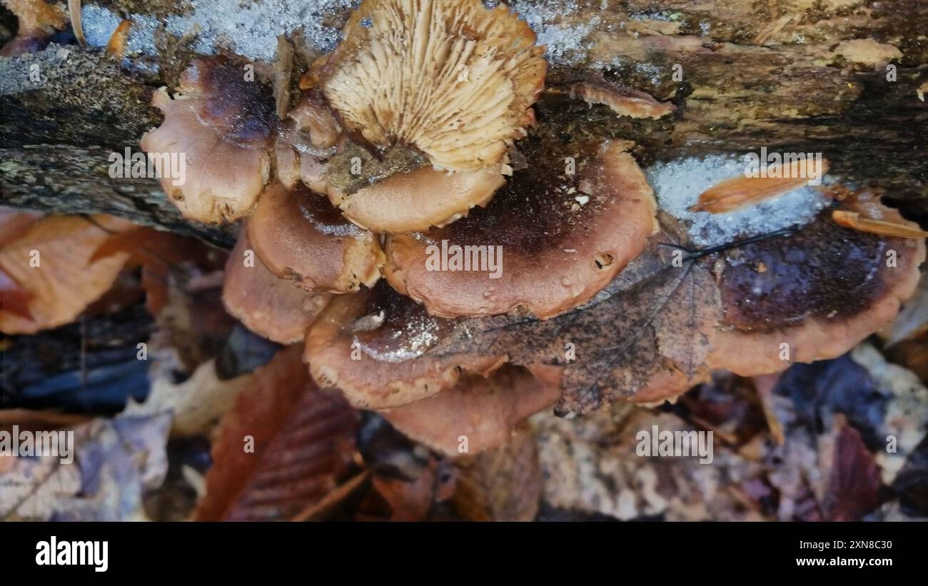 bear lentinus (Lentinellus ursinus) Fungi Stock Photo - Alamy