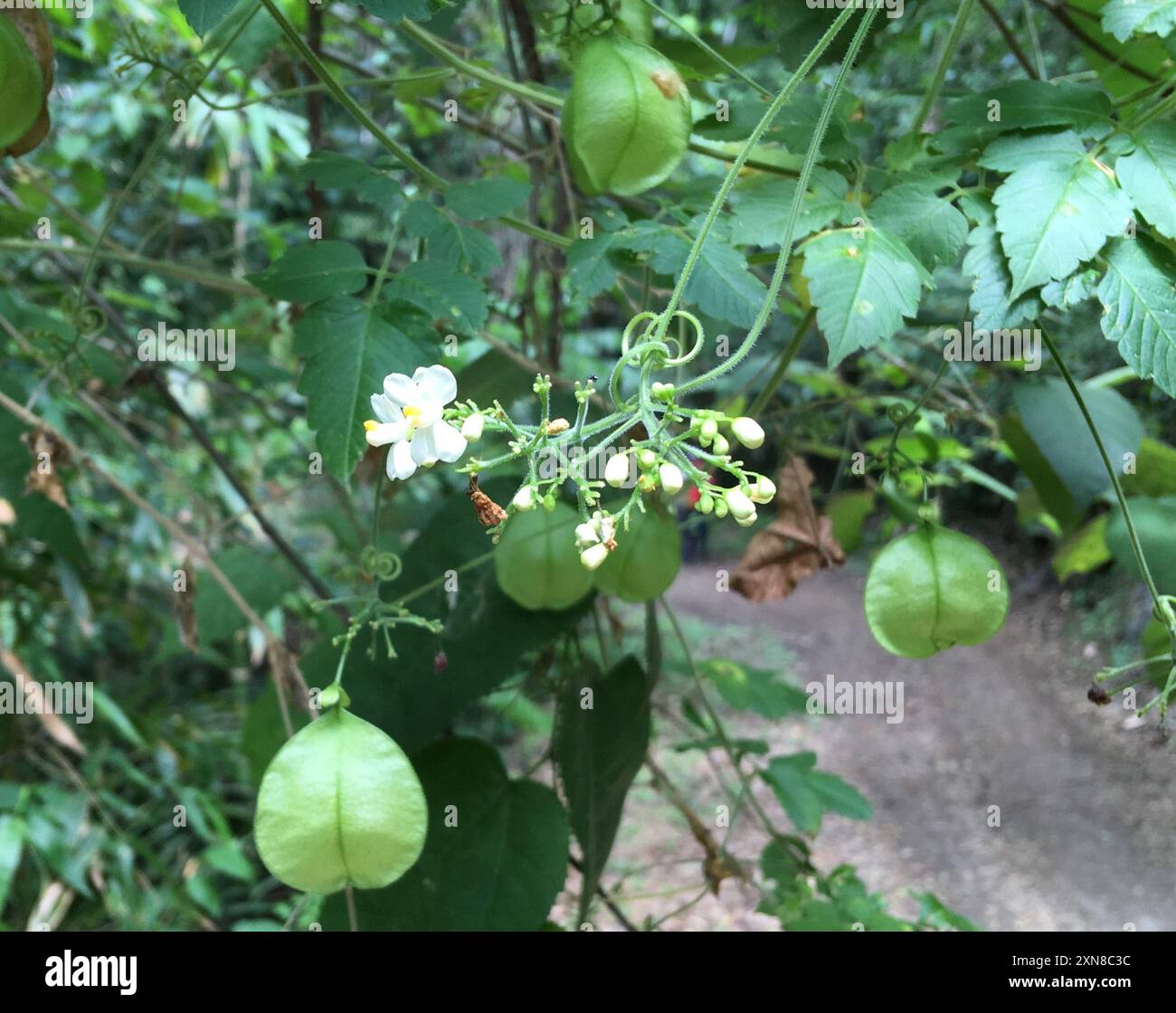 flowering plants (Angiospermae) Plantae Stock Photo - Alamy