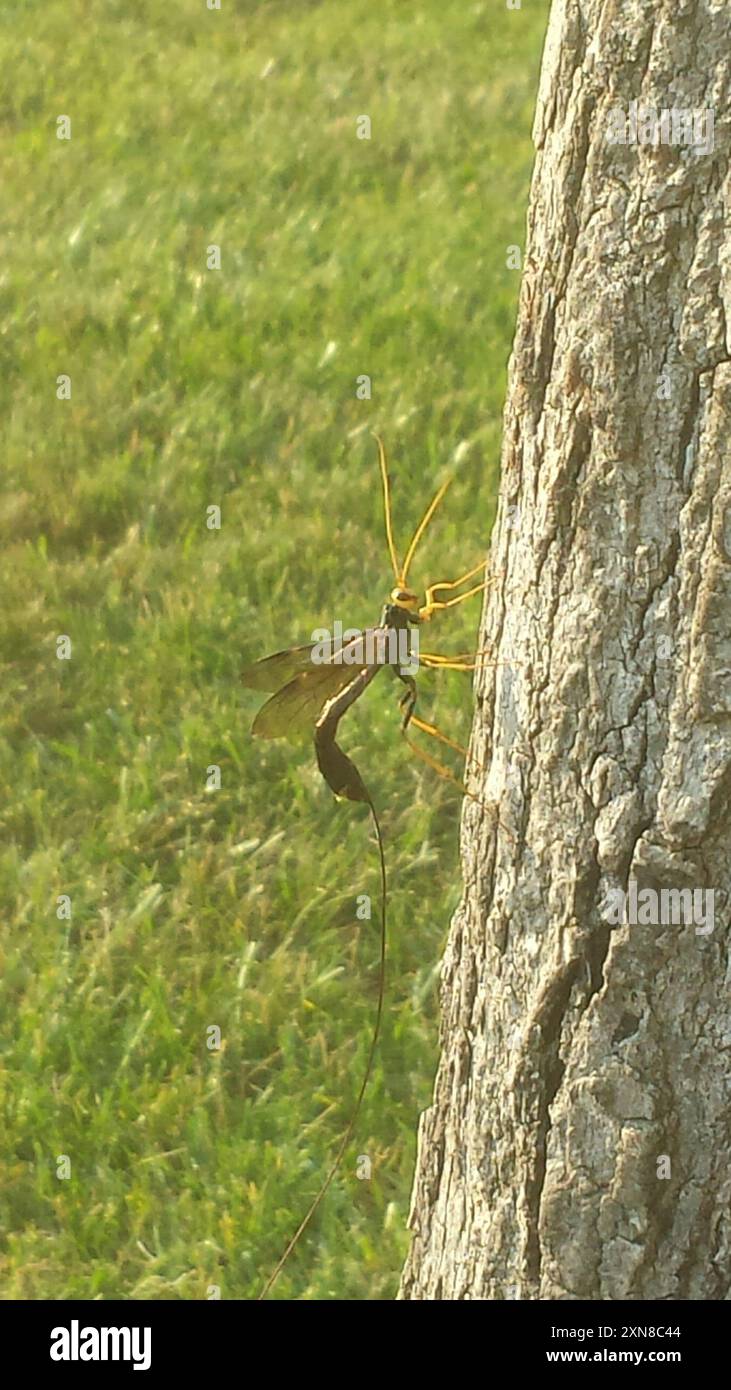 Black Giant Ichneumonid Wasp (Megarhyssa atrata) Insecta Stock Photo ...
