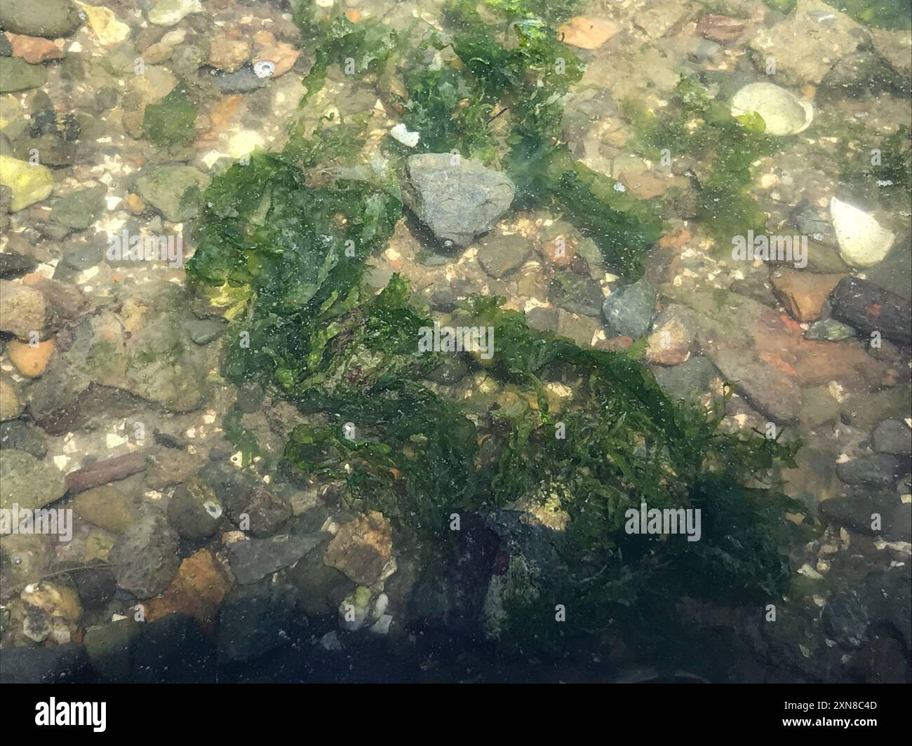 Broadleaf Sea Lettuce (Ulva lactuca) Plantae Stock Photo - Alamy