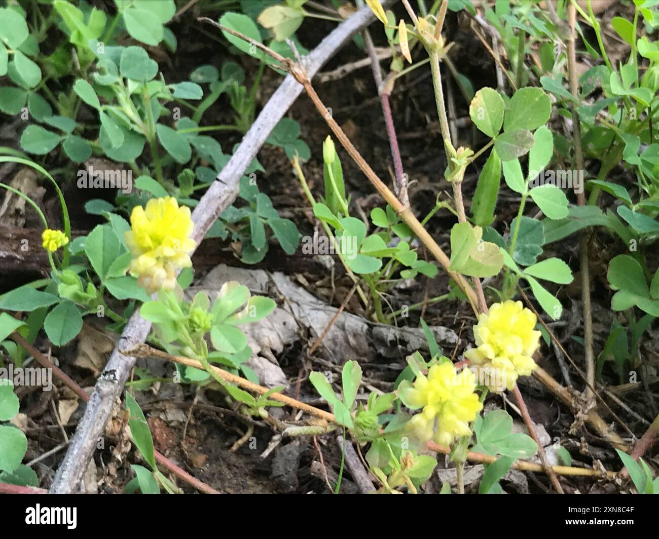 hop trefoil (Trifolium campestre) Plantae Stock Photo - Alamy