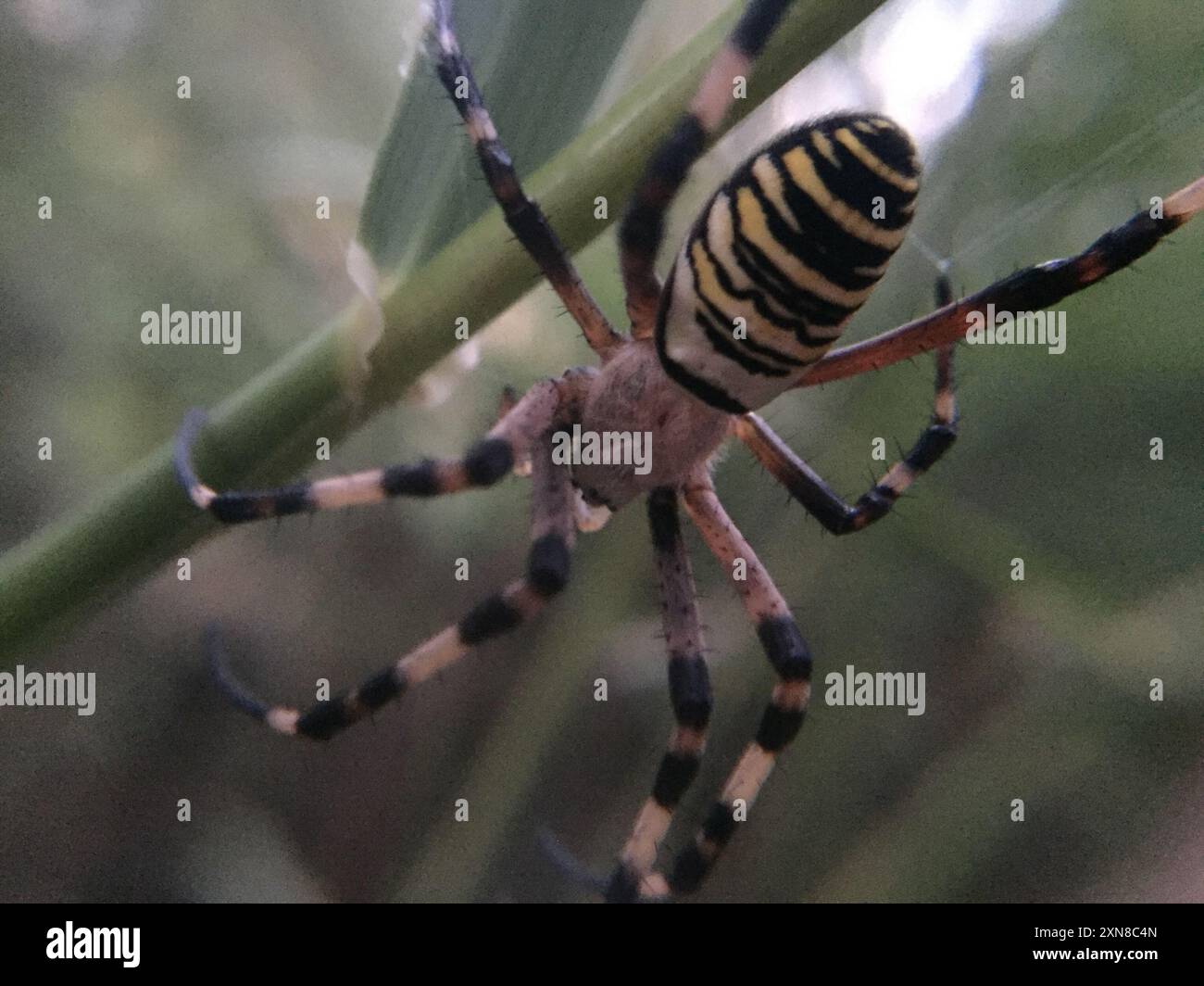 Wasp Spider (Argiope bruennichi) Arachnida Stock Photo - Alamy