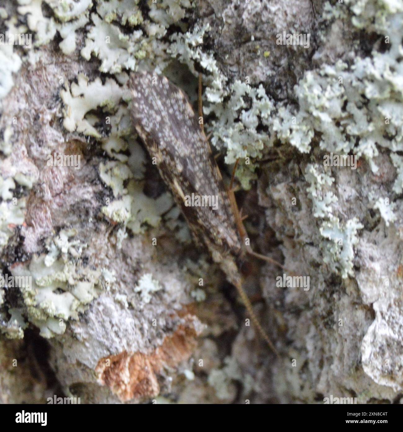 Caddisflies (Trichoptera) Insecta Stock Photo - Alamy
