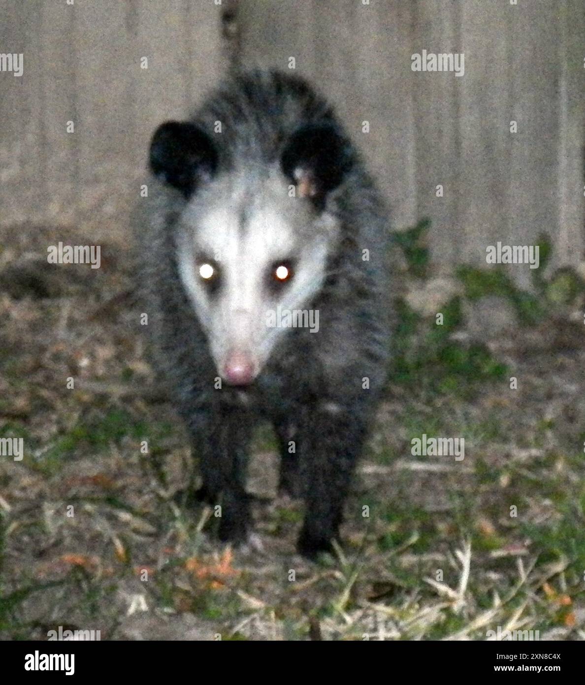 Virginia Opossum (Didelphis virginiana) Mammalia Stock Photo - Alamy