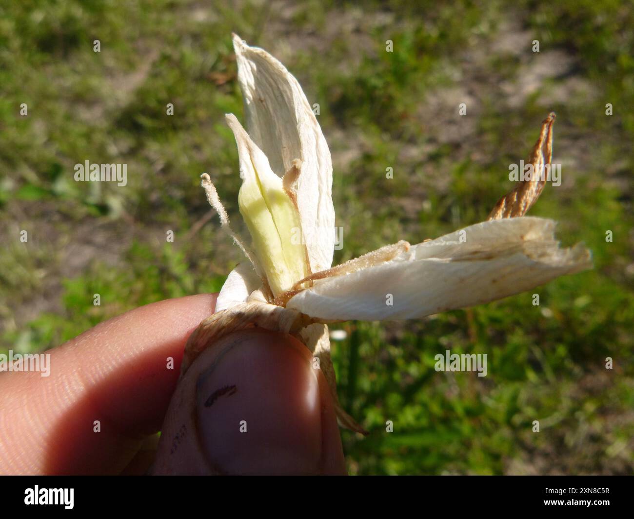 Weak-leaf Yucca (Yucca flaccida) Plantae Stock Photo - Alamy