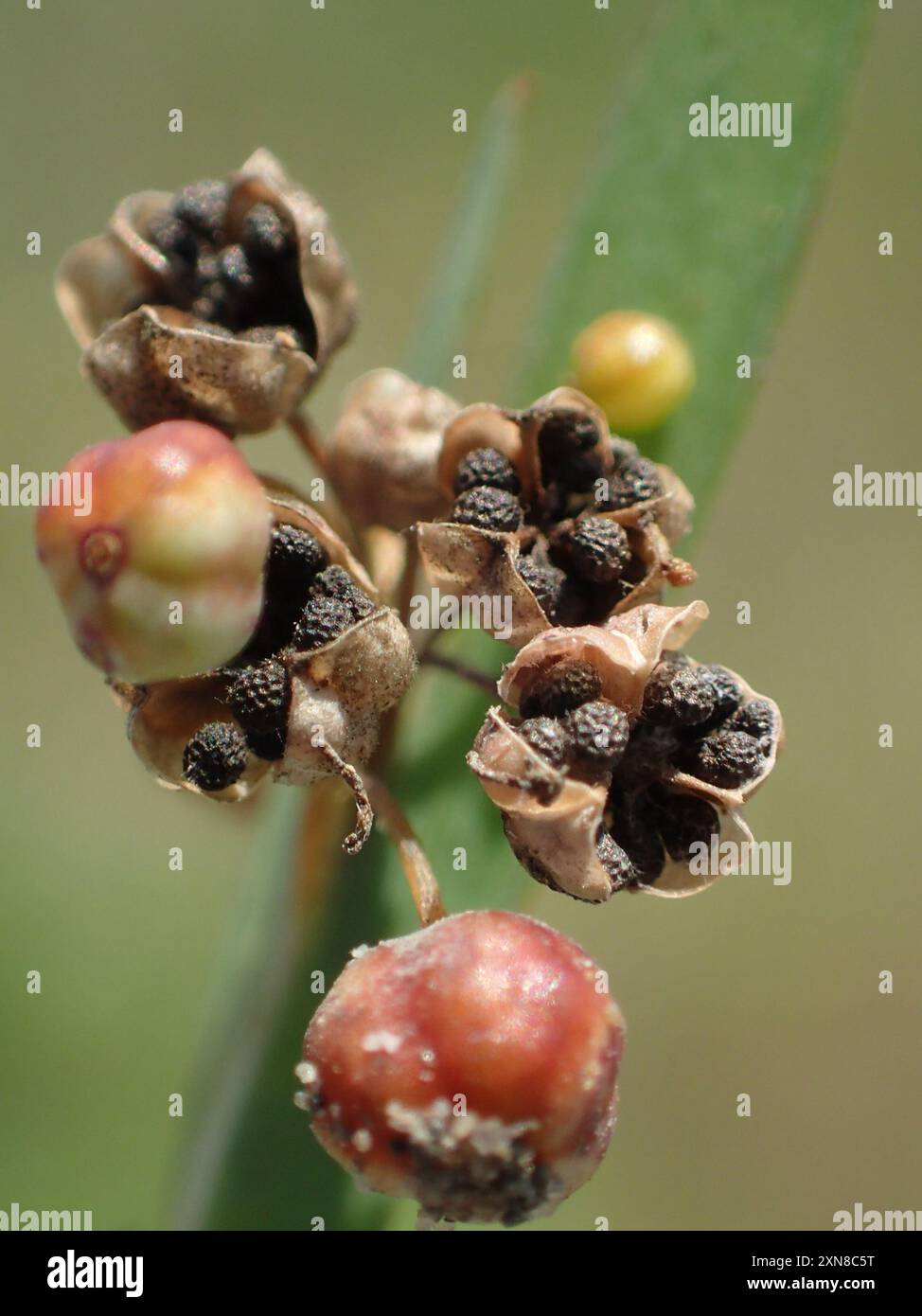 Blue Pigroot (Sisyrinchium micranthum) Plantae Stock Photo - Alamy
