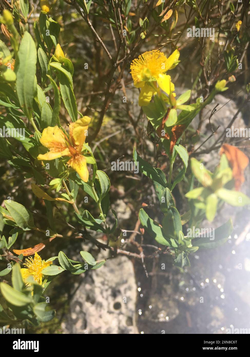 Kalm's St. John's-wort (Hypericum kalmianum) Plantae Stock Photo - Alamy