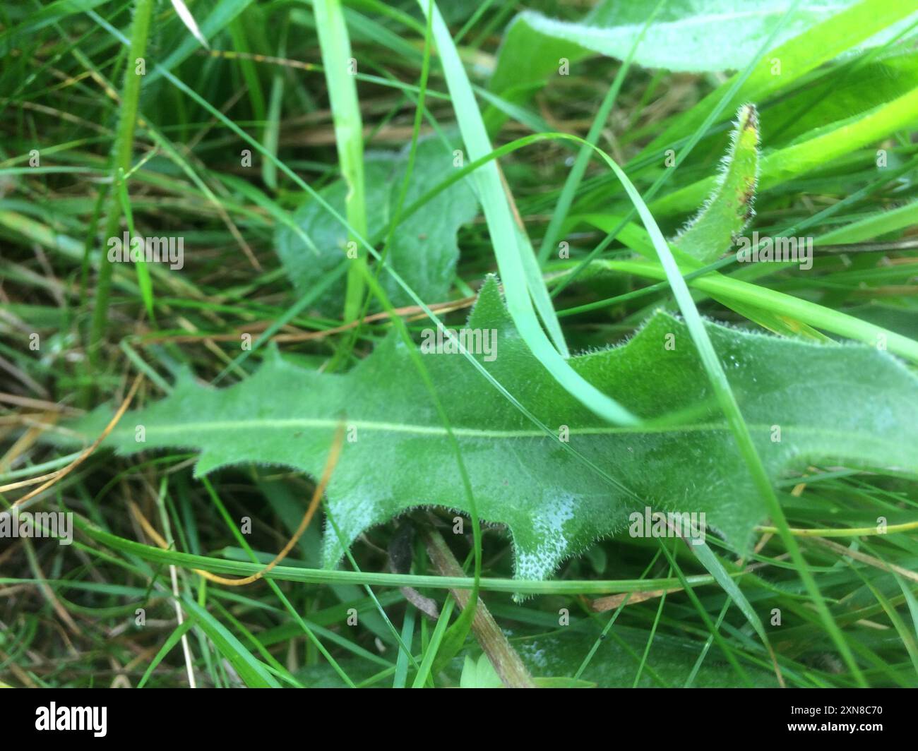 Rough Hawkbit (Leontodon hispidus) Plantae Stock Photo - Alamy