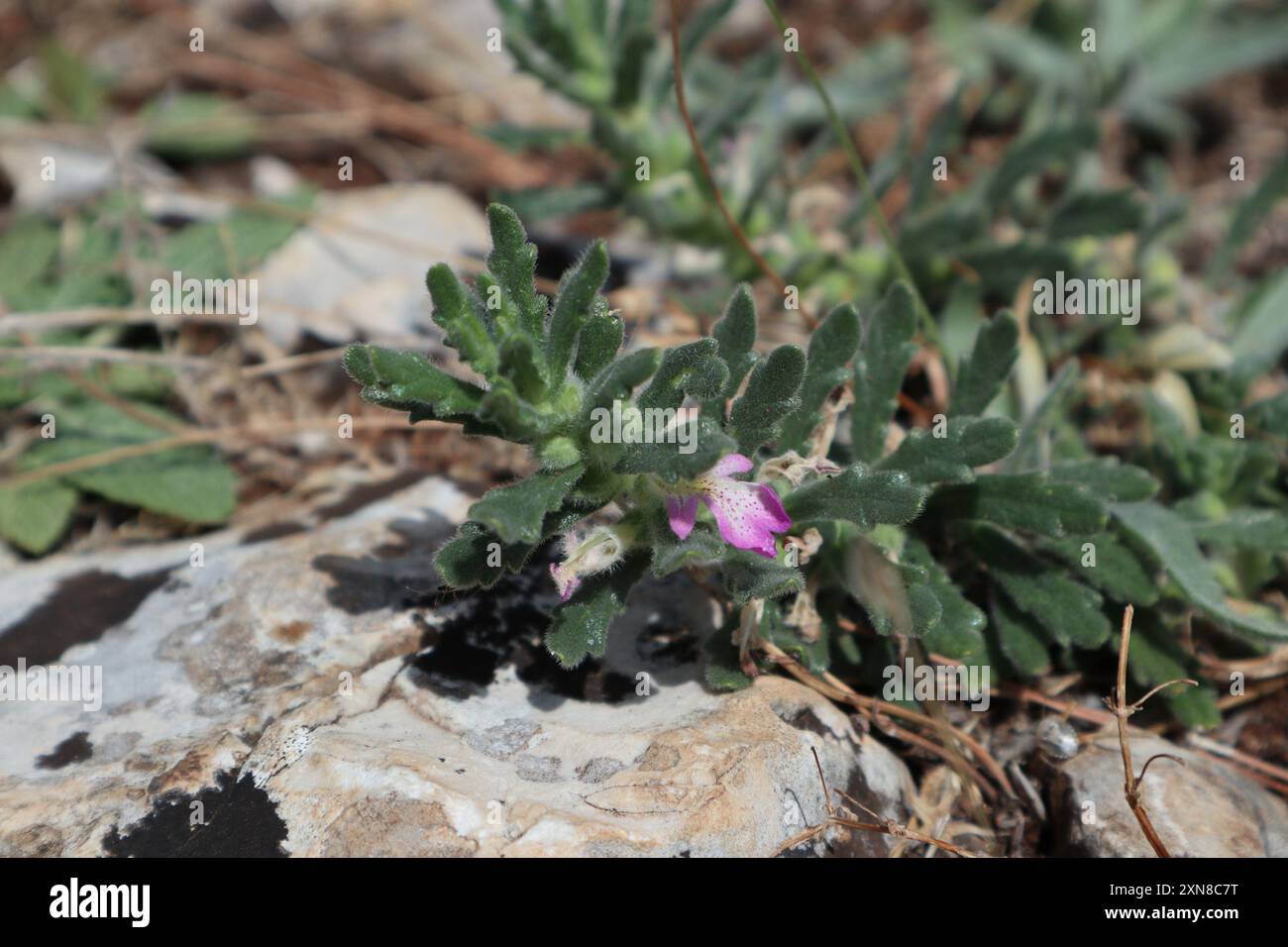 Southern Bugle (Ajuga iva) Plantae Stock Photo - Alamy