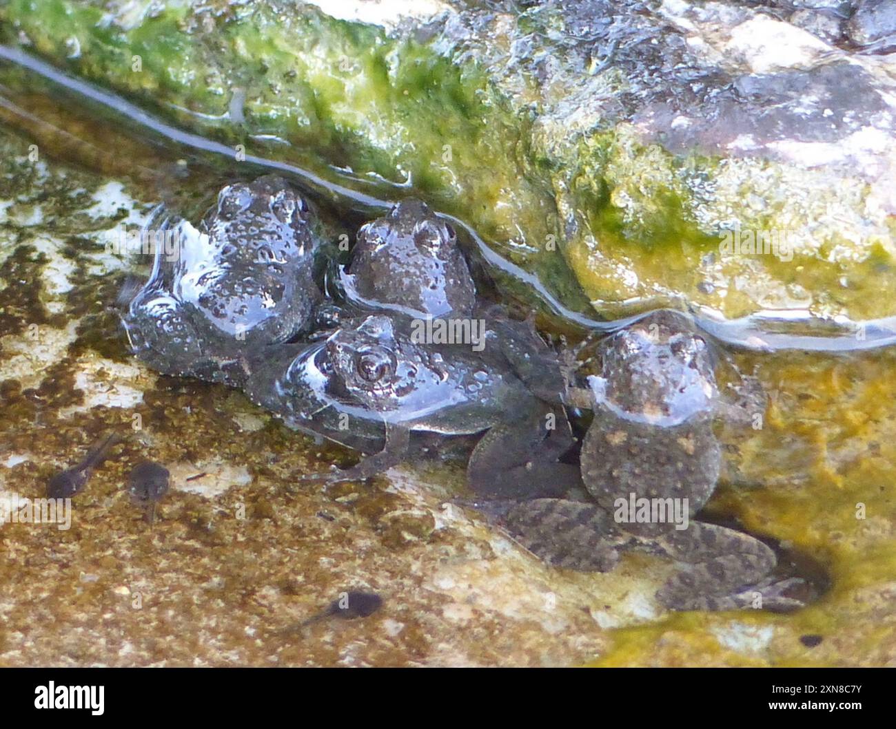 Natal Puddle Frog (Phrynobatrachus natalensis) Amphibia Stock Photo - Alamy