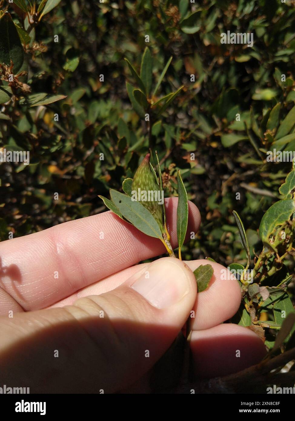 Beaked Spindle Gall Wasp (Heteroecus pacificus) Insecta Stock Photo - Alamy