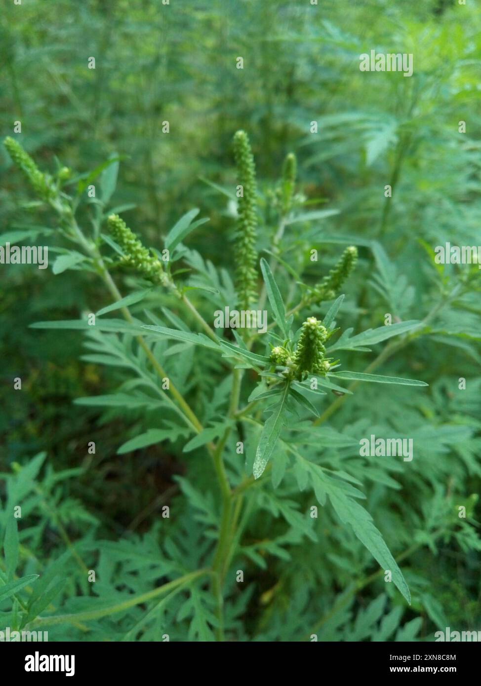 common ragweed (Ambrosia artemisiifolia) Plantae Stock Photo - Alamy