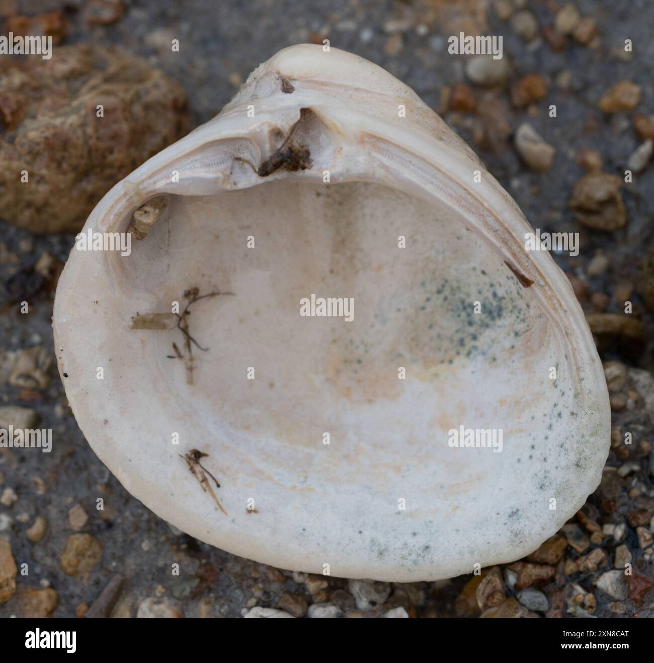 Atlantic Rangia (Rangia cuneata) Mollusca Stock Photo - Alamy