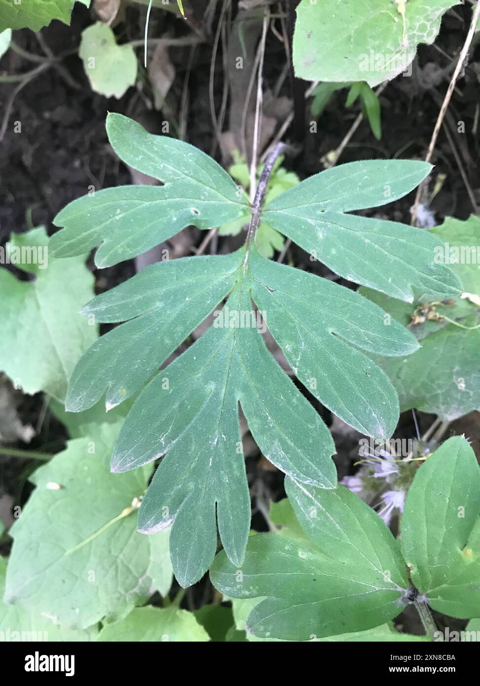 ballhead waterleaf (Hydrophyllum capitatum) Plantae Stock Photo - Alamy