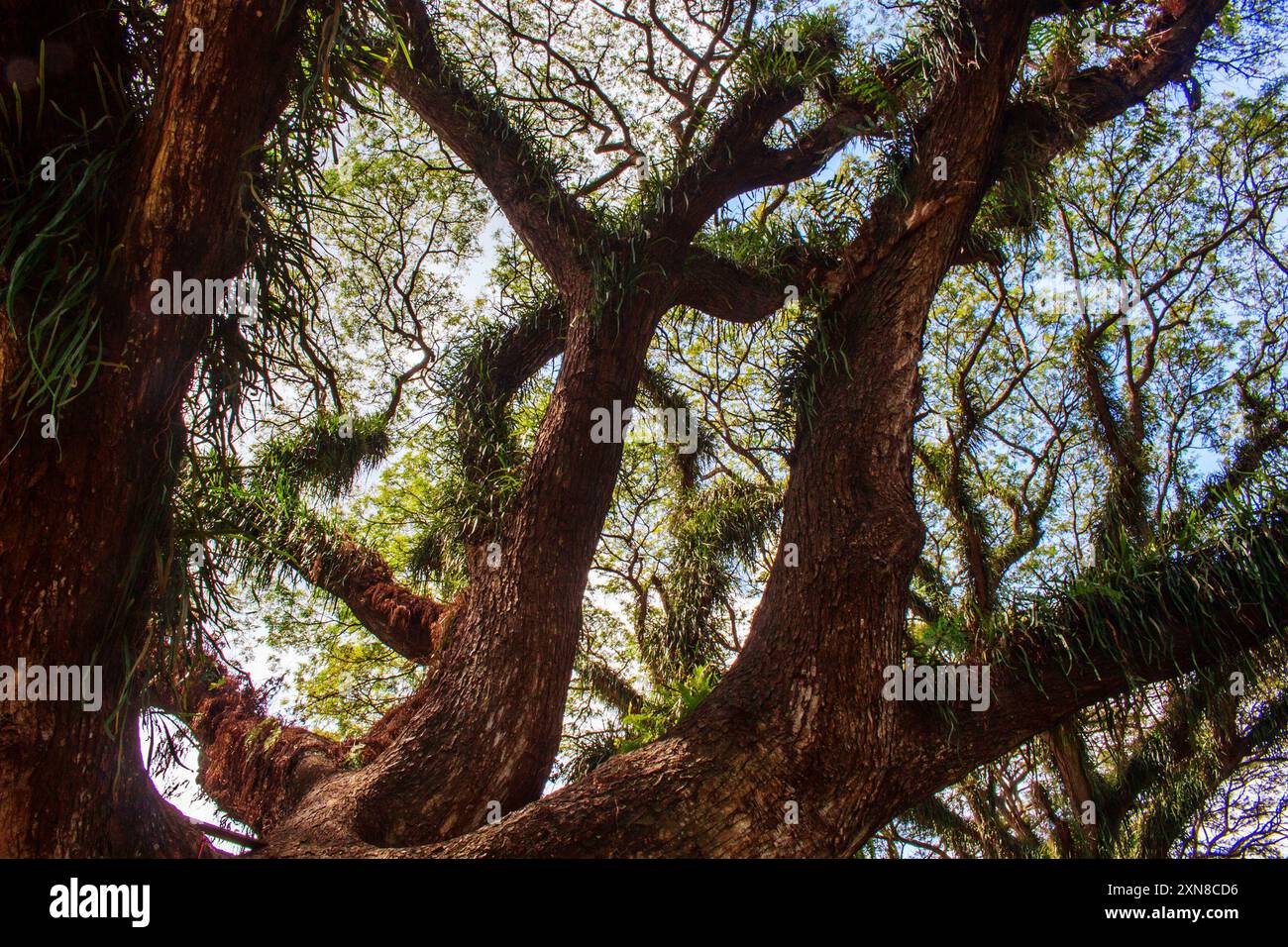 Giant trees and huge trunks and branches at De Djawatan Benculuk ...