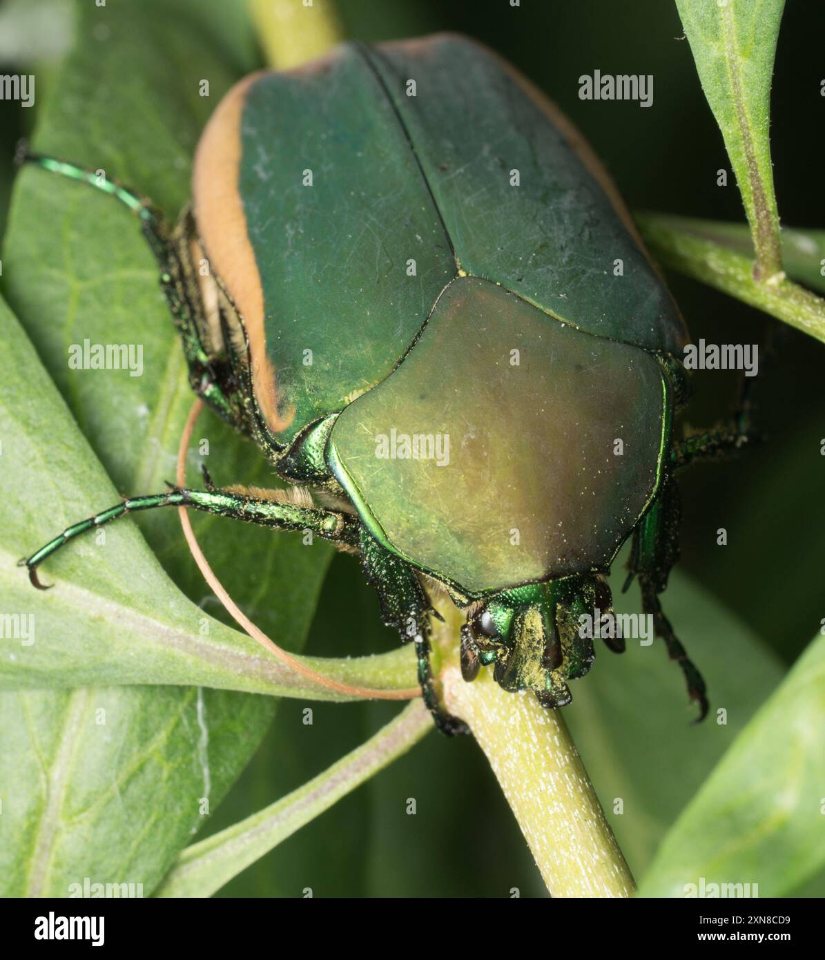 Figeater beetle hi-res stock photography and images - Alamy