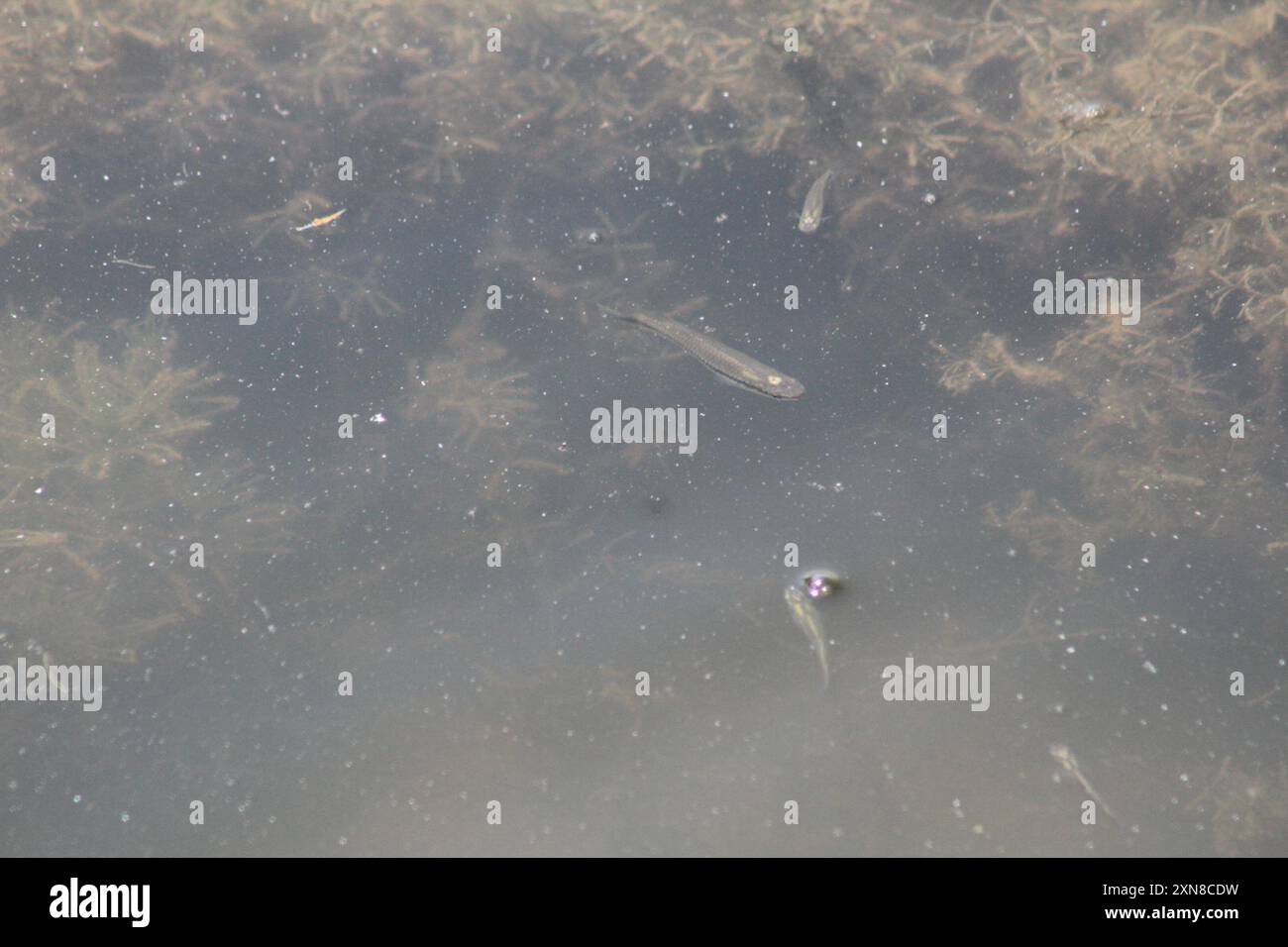 Western Mosquitofish (Gambusia affinis) Actinopterygii Stock Photo - Alamy