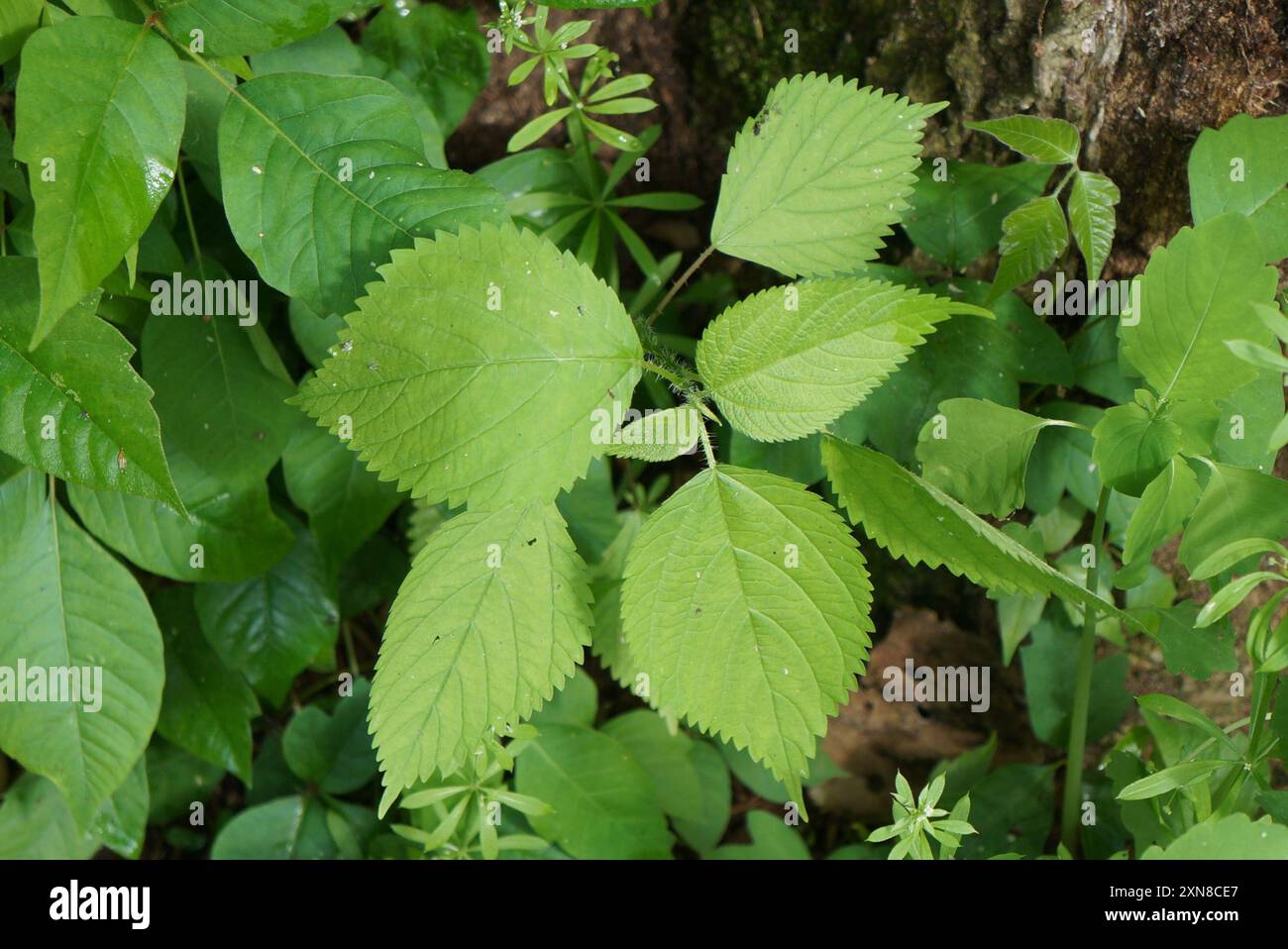 wood nettle (Laportea canadensis) Plantae Stock Photo - Alamy