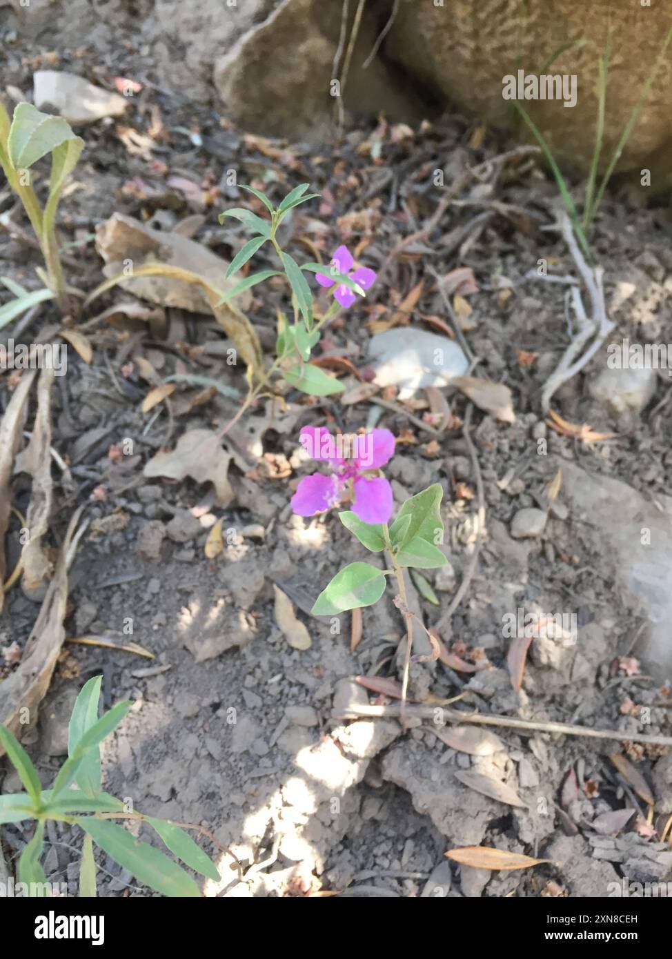 diamond clarkia (Clarkia rhomboidea) Plantae Stock Photo - Alamy