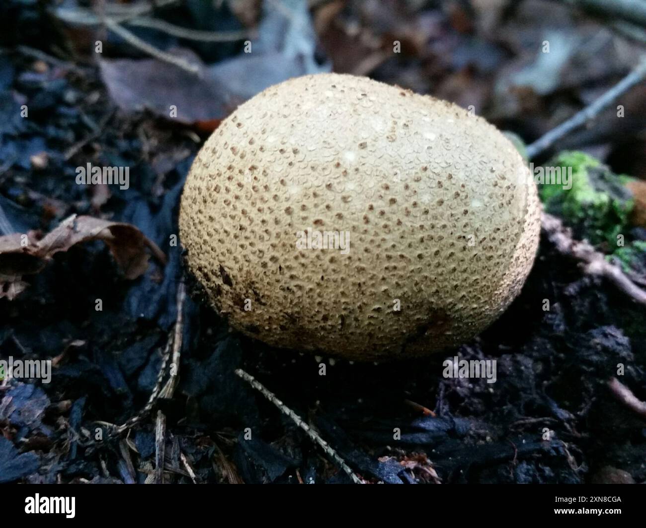 common earthball (Scleroderma citrinum) Fungi Stock Photo - Alamy