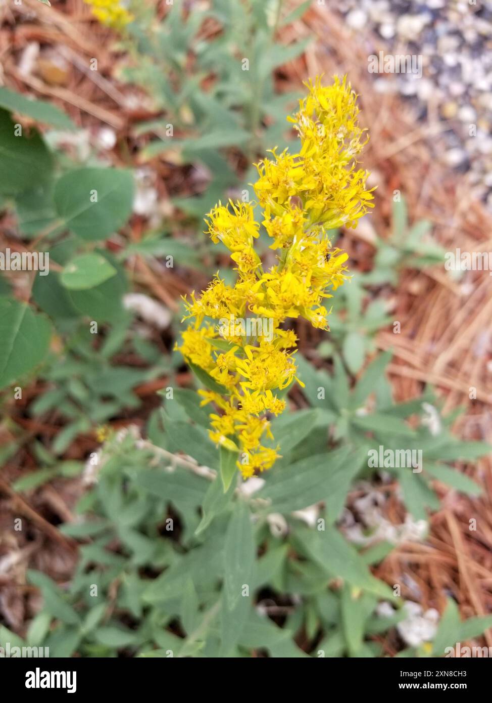 velvety goldenrod (Solidago velutina) Plantae Stock Photo - Alamy
