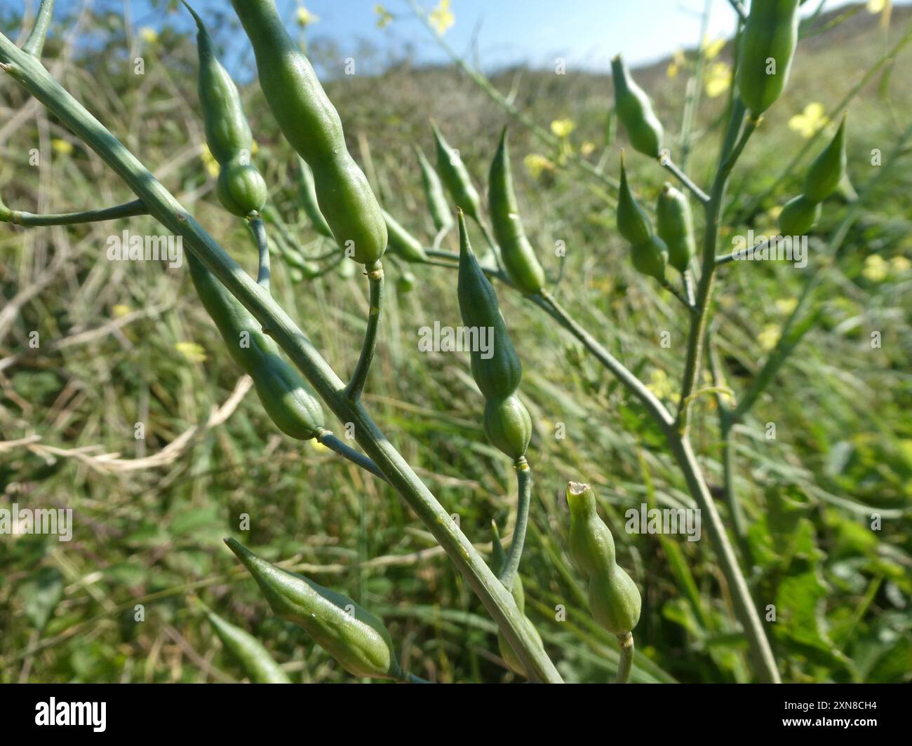 Mediterranean Radish (Raphanus raphanistrum landra) Plantae Stock Photo ...
