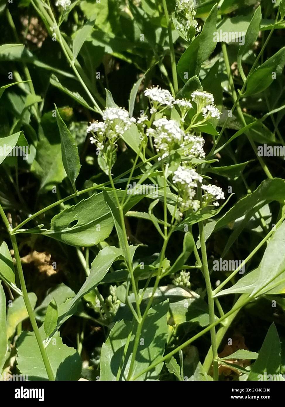 broadleaved pepperweed (Lepidium latifolium) Plantae Stock Photo - Alamy