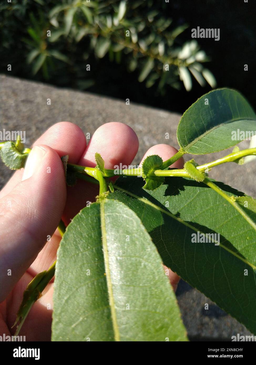 Pacific Willow (Salix lasiandra lasiandra) Plantae Stock Photo - Alamy