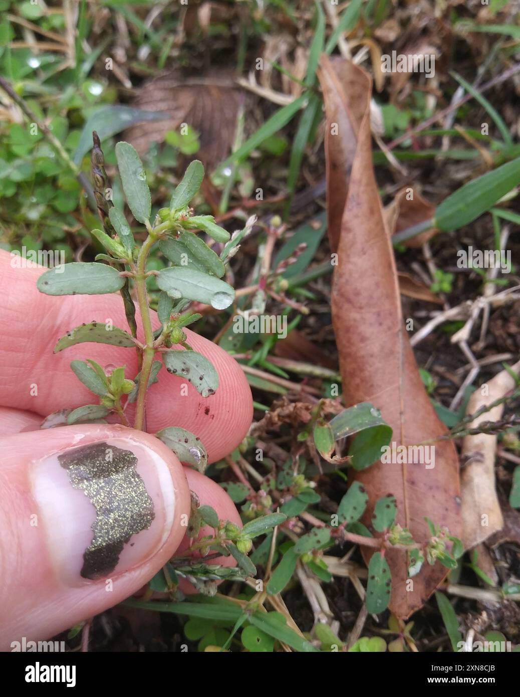 Gall and Rust Mites (Eriophyidae) Arachnida Stock Photo - Alamy