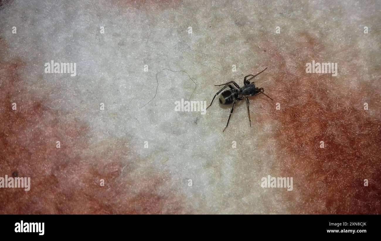 Ground and Ant-mimic Sac Spiders (Corinnidae) Arachnida Stock Photo - Alamy