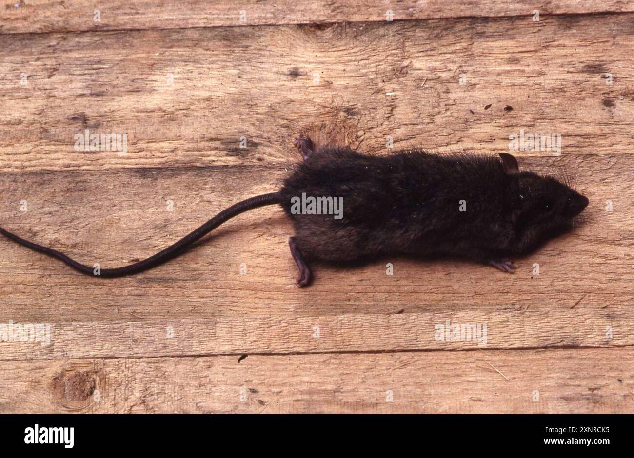 Black Rat (Rattus rattus) Mammalia Stock Photo - Alamy