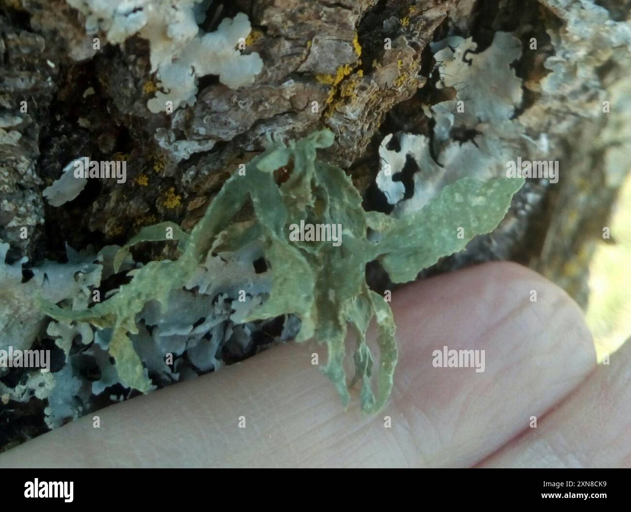 bushy lichens, sea-fog lichens, and allies (Ramalinaceae) Fungi Stock ...
