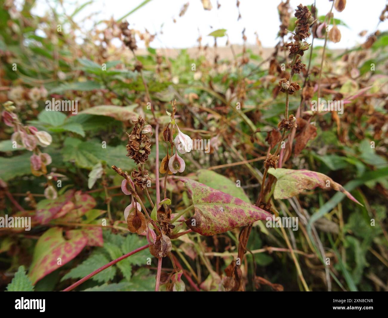 Copse-bindweed (Fallopia dumetorum) Plantae Stock Photo - Alamy