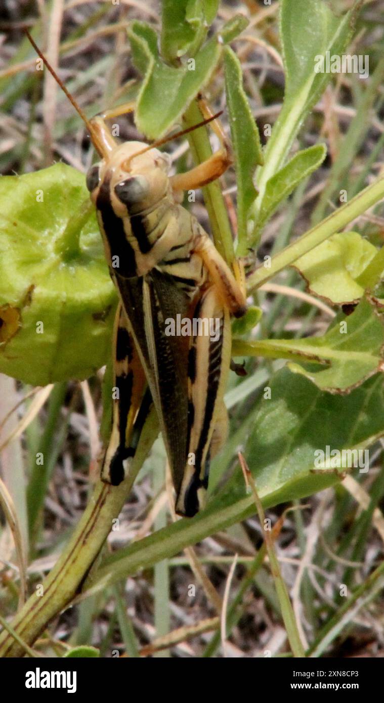 Two-striped Grasshopper (Melanoplus bivittatus) Insecta Stock Photo - Alamy