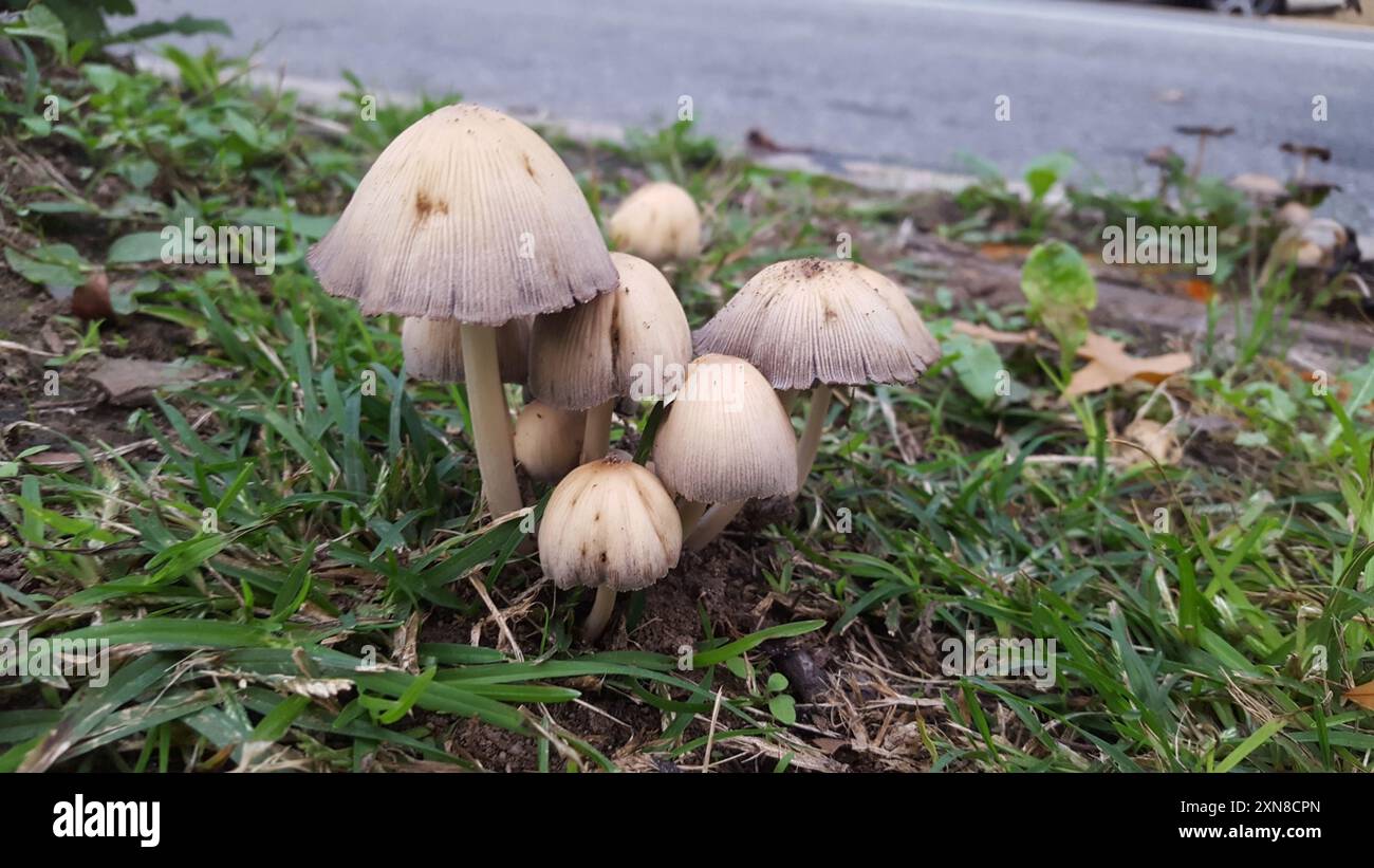 Common Ink Cap (Coprinopsis atramentaria) Fungi Stock Photo - Alamy