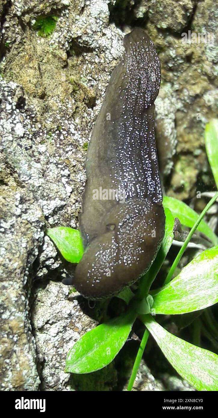 Greenhouse Slug (Milax gagates) Mollusca Stock Photo - Alamy