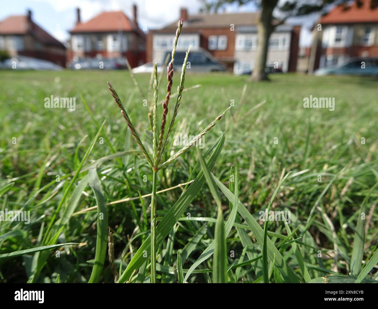 Bermuda grass (Cynodon dactylon) Plantae Stock Photo - Alamy