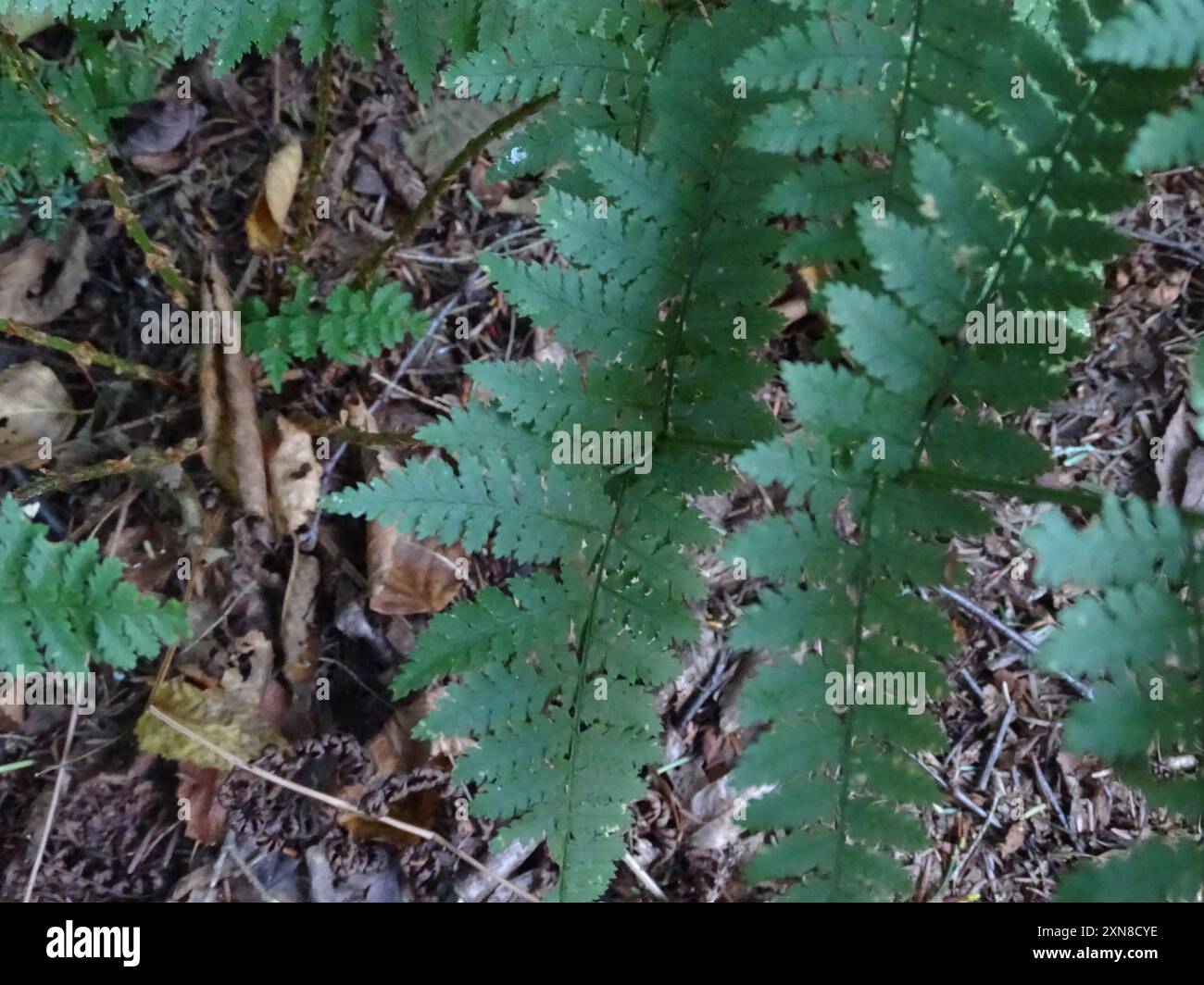 intermediate wood fern (Dryopteris intermedia) Plantae Stock Photo - Alamy