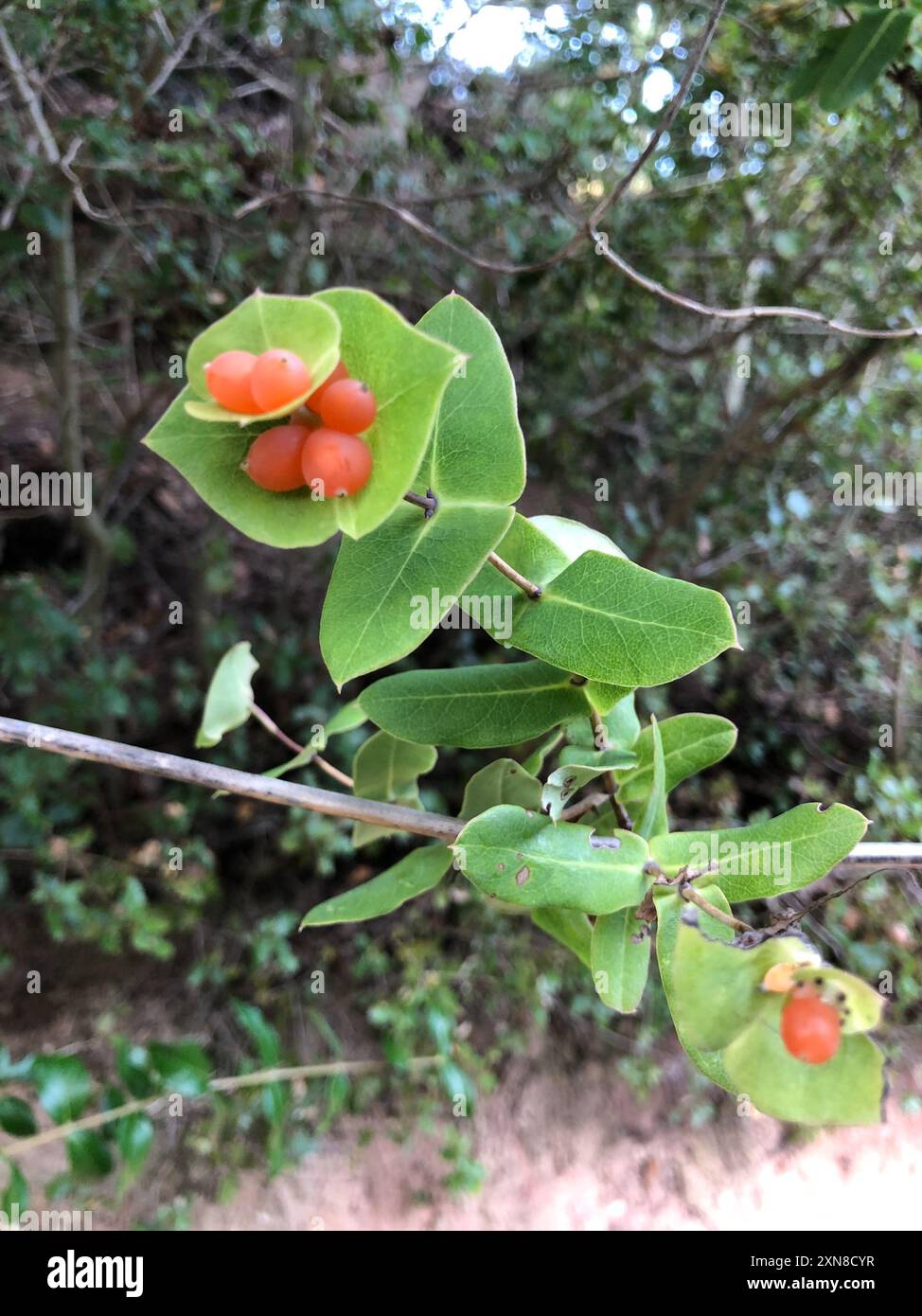Mediterranean Honeysuckle (Lonicera implexa) Plantae Stock Photo - Alamy