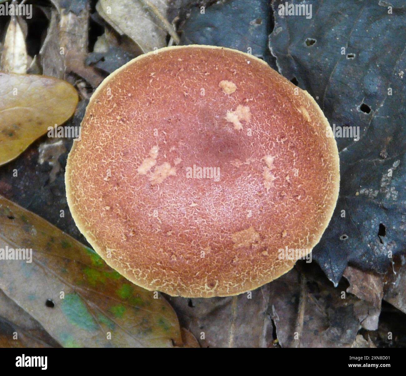 Hortiboletus hi-res stock photography and images - Alamy