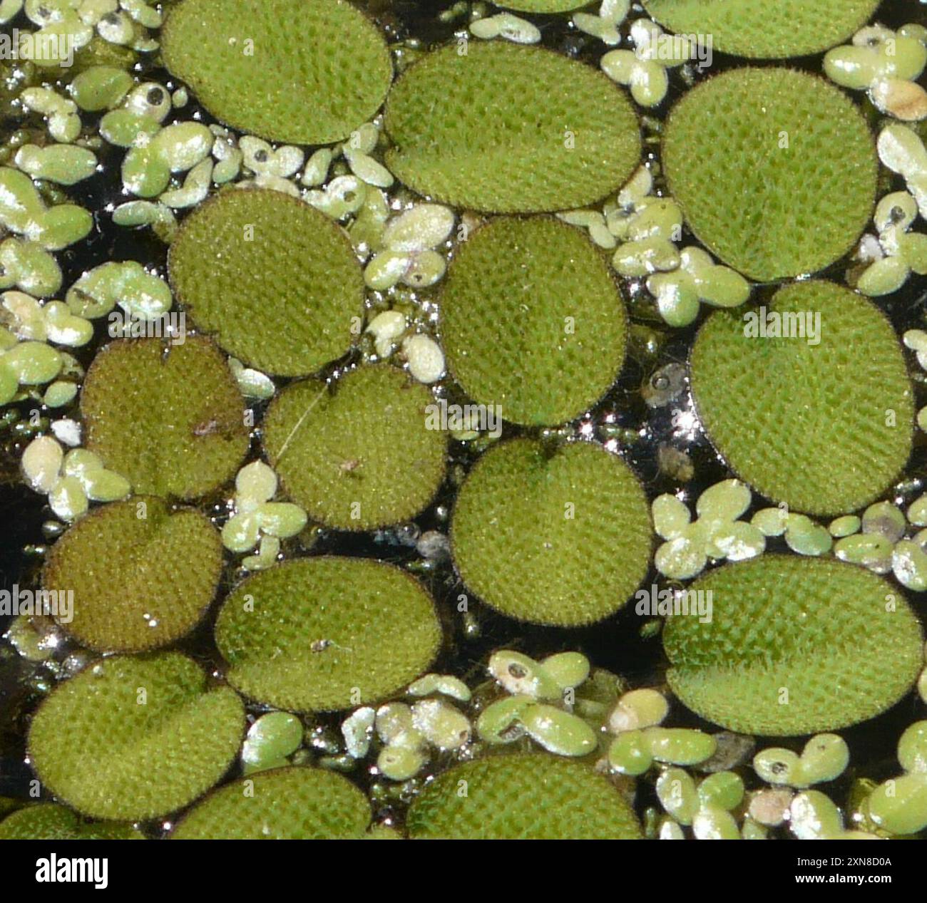 water spangles (Salvinia minima) Plantae Stock Photo - Alamy