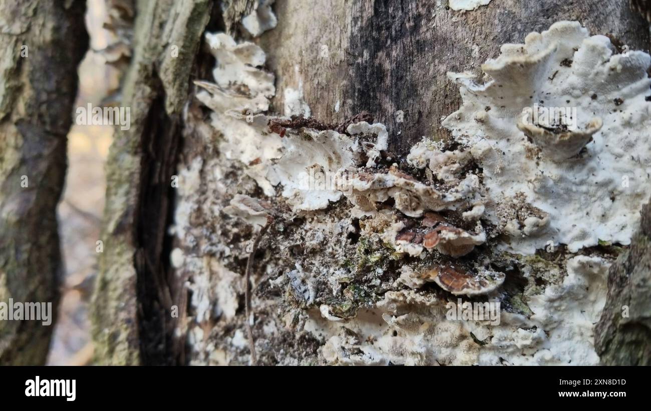 split porecrust (Xylodon paradoxus) Fungi Stock Photo - Alamy