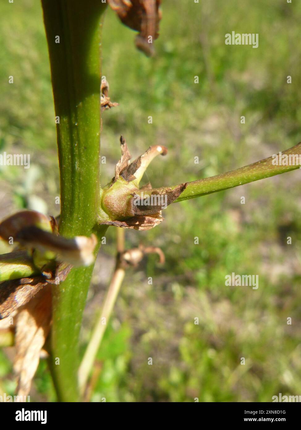 Weak-leaf Yucca (Yucca flaccida) Plantae Stock Photo - Alamy