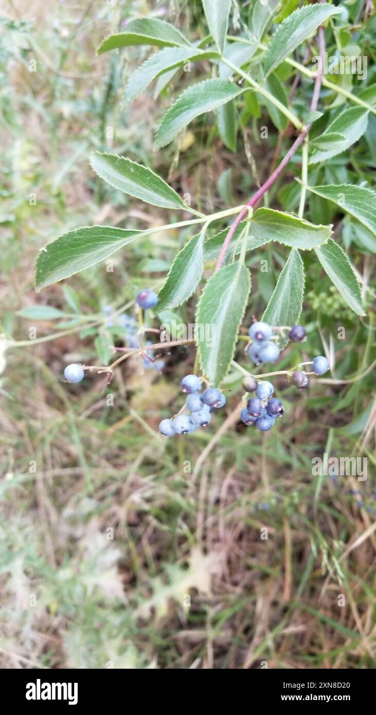 blue elder (Sambucus cerulea) Plantae Stock Photo - Alamy