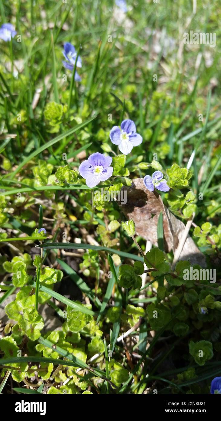 Slender speedwell (Veronica filiformis) Plantae Stock Photo - Alamy