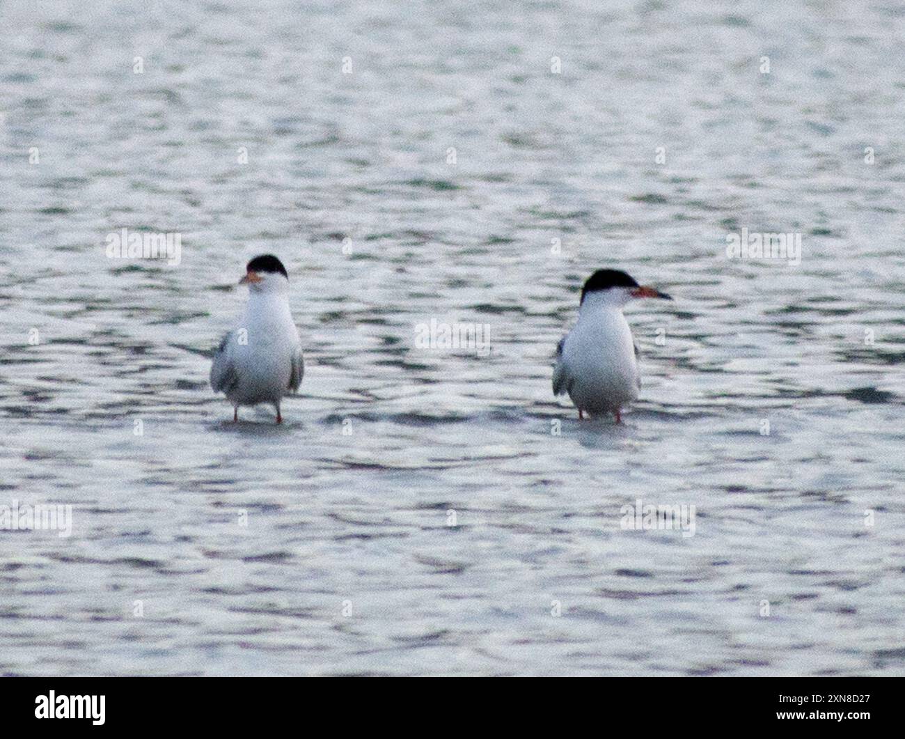 Forster's Tern (Sterna forsteri) Aves Stock Photo - Alamy